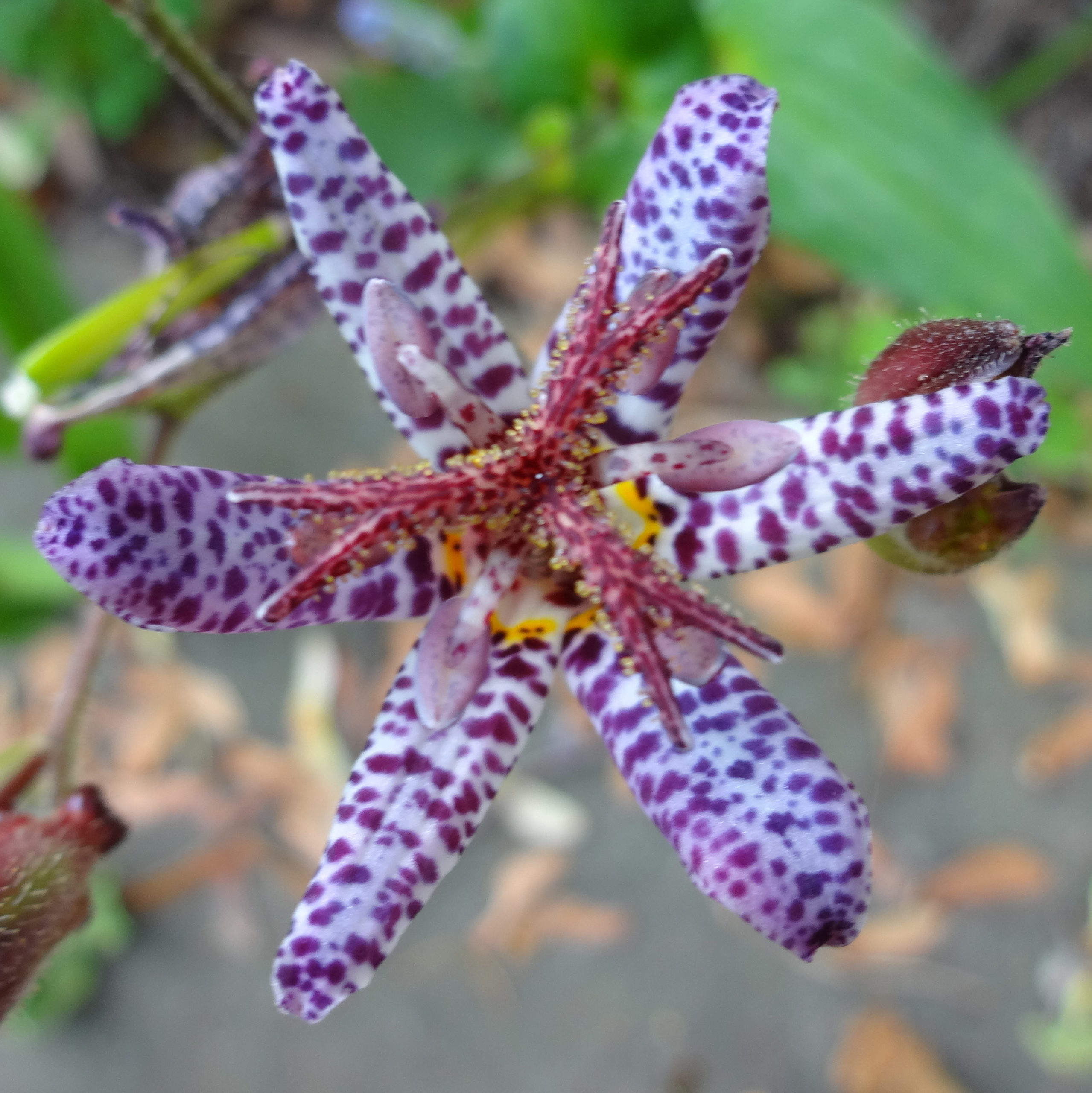 Virtual Service: 6.7.20 Flower Communion With a Twist - Unitarian ...