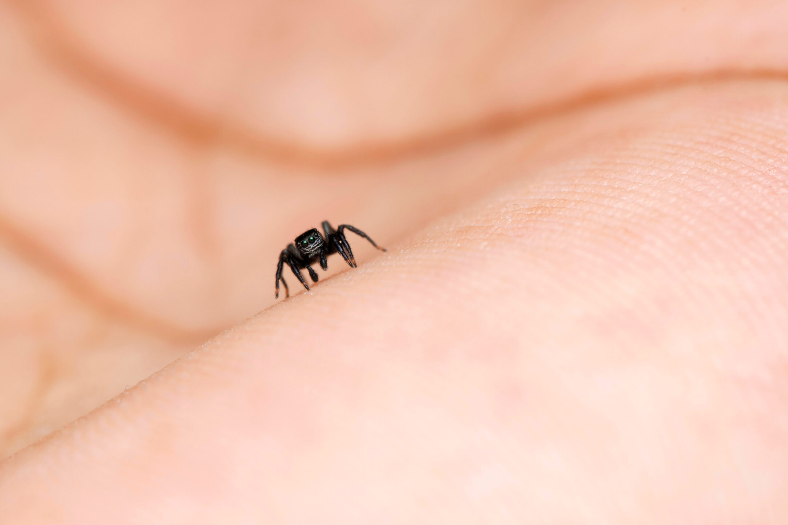 Ruminations: Spider - Unitarian Universalist Congregation of Cleveland